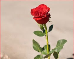 “The Law of Attraction”|Poem. I plant the seed of my desire, | by ...