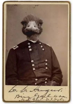 Australia’s Most Hilarious Military Fiasco — The Emu War | by Mert Unal ...