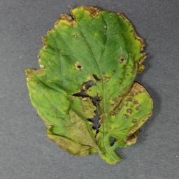 Revolutionizing Plant Health: Advanced Disease Detection with TensorFlow, Streamlit, Dockers ...