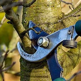 Complete Source For Tree Services | by Absolute Tree | Medium