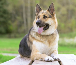Alaskan Shepherd: Height, Weight, Lifespan, Care Special Info | by ...