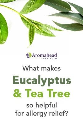 What makes Eucalyptus and Tea Tree so helpful for allergy relief? | by ...