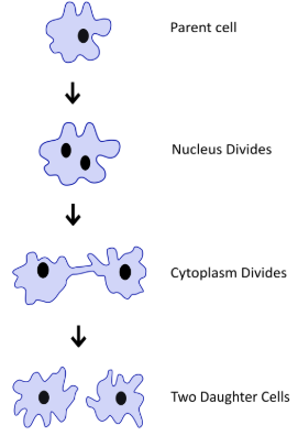 Amoeba Growth Strategy. In senior 2 (S.2) or thereabout, my… | by ...