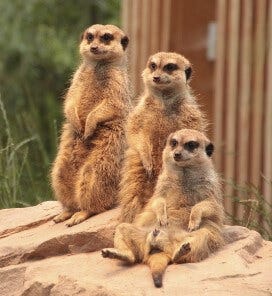 10 Examples of Animals Like Meerkats (How They’re Similar) | by Shabbir ...