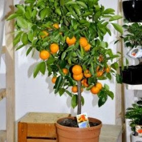 Fruit house trees. Homemade fruit trees are always… | by Zstradersltd ...