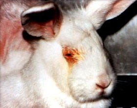 Institutionalized Abuse: The Harsh Realities of Animal Testing | by ...