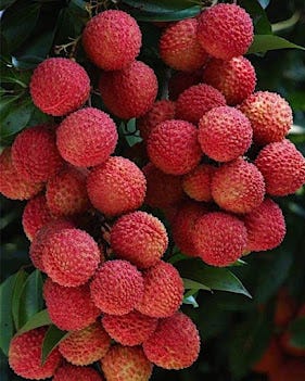 What is lychee jelly?. Lychee jelly | by Md. Rafiqul Islam | Medium