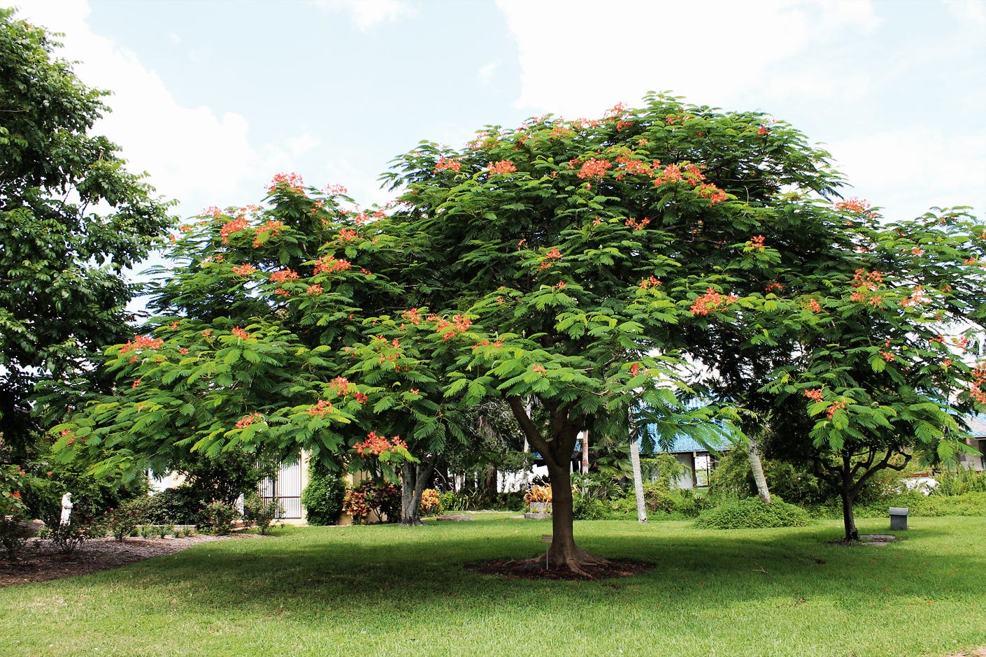 Sw Florida Flowering Trees