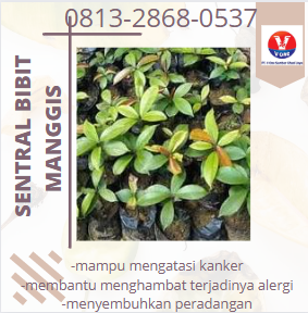 Sentral Bibit Manggis Bersertifikat Sumpiuh Bayumas - Bibitsentra - Medium