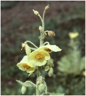 Wild Ornamental flowering Plants of Nepal-3 - Kuber Jung Malla - Medium