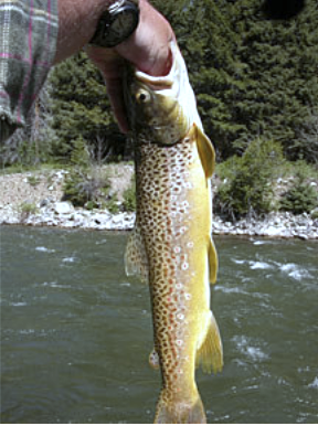 Lunchtime on the Gallatin. Gallatin National Forest Montana July… | by kenny peavy | Medium