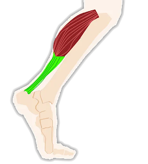How to build muscle legs how to build bigger legs If you want to build ...