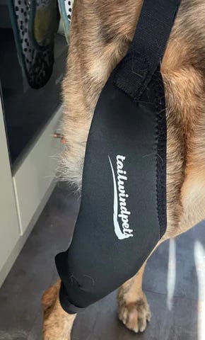 Irrefutable Advantages of Dog Knee Braces: A Closer Look at What They ...