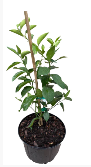 Lime Tree Care Guide. Ever been mesmerized by a lime tree… | by ...