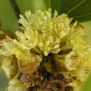 Lindera Aggregata: A Botanical Gem with Multifaceted Benefits | by ...
