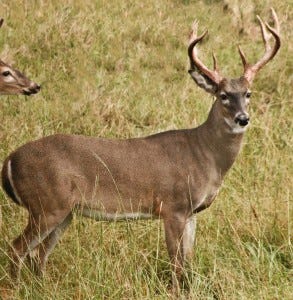Year of the Deer Volume 1: Introduction and February/March | by ...