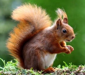 10 Animals That Look Like Squirrels (How They’re Similar) | by Shabbir ...