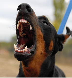 Find dog behavior expert near you Get it now | by dogexpert | Medium