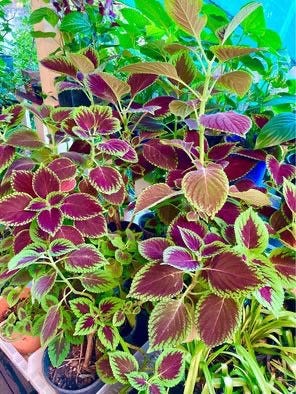 Unlocking the Beauty and Benefits of Coleus: A Guide to Cultivation and ...
