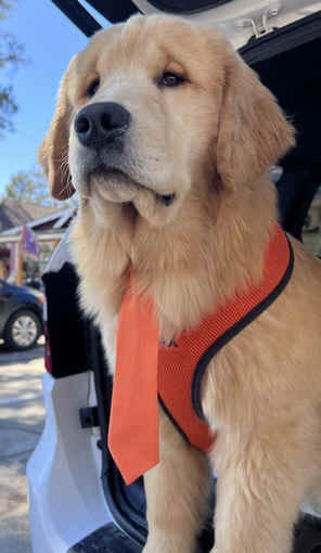 The Dog That Became a Mayor. In the annals of local governance, few ...