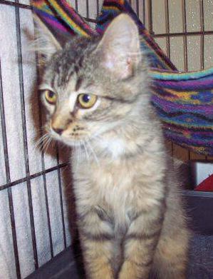 Deep Learning. klasifikasi gambar kucing dan anjing | by RB Fajriya ...