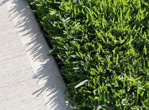 6 Common Grass Types in Australia: How to Choose Right Grass for your ...