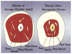 Muscle Mass, Strength, and Longevity | by Howard Luks MD | Medium