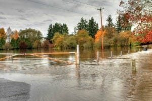 The Shocking Tree Revolt | by All Clear Tree Service | Medium