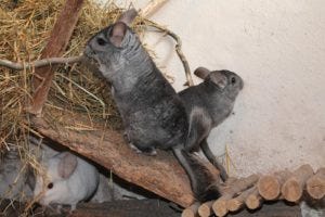 Group Of Chinchillas Dead