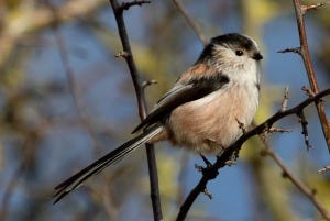The Joy of Birds: The benefits of counting or rating birds for joy | by ...