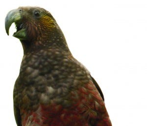 Ti kouka: a feast for birds big and small | by ZEALANDIA Ecosanctuary ...