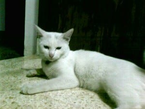 My new roommate | by Novan Adrian | Novan Adrian | Medium