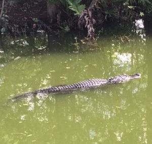Wakodahatchee and Green Cay Wetlands | by Marc Jablon, Realtor | Medium