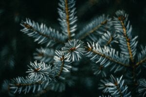 Christmas Tree Sustainability!. By Maanit Goel | by MarbleWatch | Medium