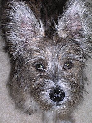 Facts About Fourche Terrier Dog Breed | by Swipets | Jun, 2024 | Medium