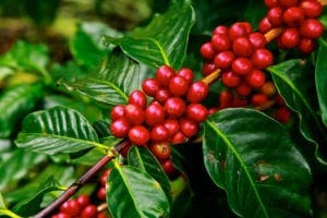 4 Reasons Why Oaks Coffee is the Best | by Adrienne Huss | Medium