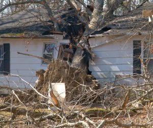 Timber!! When Trees Attack | by All Clear Tree Service | Medium