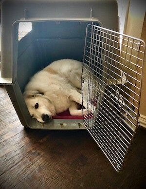 How to Make Your Dog’s Crate a Cozy Den: Ultimate Comfort Tips | by ...