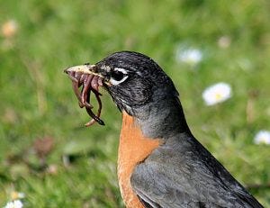 Productivity Hacks from Successful Early Birds | by Hillel Groovatti ...