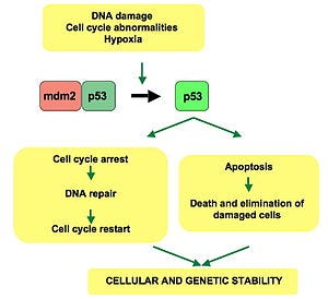 Simulating genetically modifying a defective cancer detection protein ...