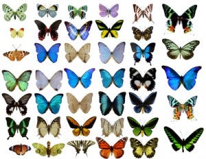Top 10 Most Beautiful Butterflies of the World | by Demetricneil Plant ...