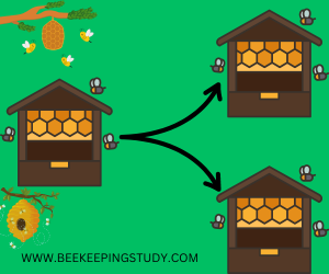 Swarm Prevention: Split The Hive. Beekeeping isn’t just about honey; it ...