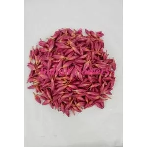 Blooming Majesty: Exploring the Allure of Arali Flowers - Indianflowers ...