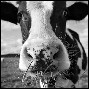 Mad Cow Disconnect. (Seattle) As people across North… | by Michael David McGuire | Michael David ...