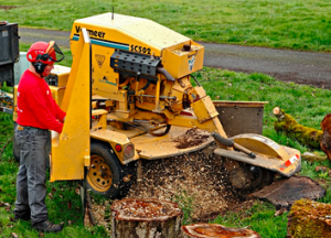Stump Removal & Grinding Service Island Tree Style - Island Tree Style ...