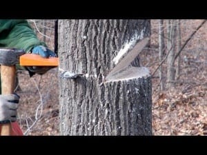 What Is Tree Surgery and How Can You Use Tree Surgery Cheshire? | by ...