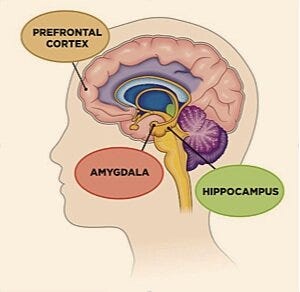The Hippocampus. Your brain’s memory storage command… | by Lauren ...
