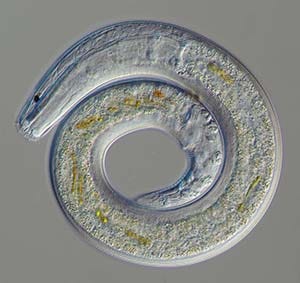 New Wave Pheromones. Pheromones offer one of the most… | by Dr. Fatma ...