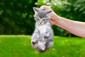 Why Cats and Dogs Freeze When You Grab Their Scruff — The Surprising ...