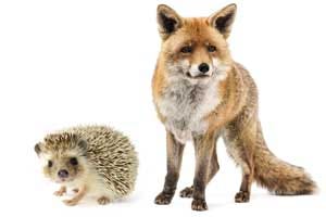 2017: the year of the fox? Or the hedgehog? | by CASE Europe | Medium